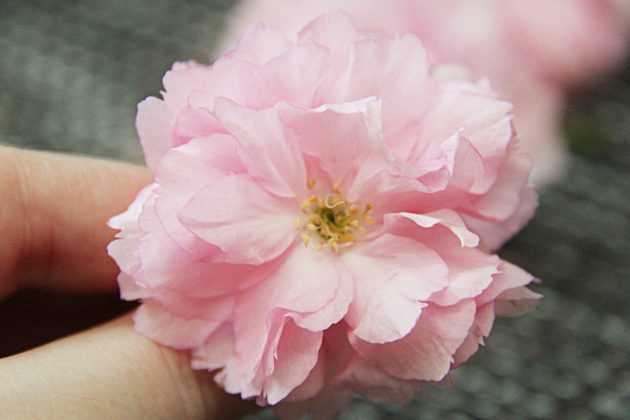 Sakura Sirup (桜シロップ) - Rezept aus der japanischen Küche
